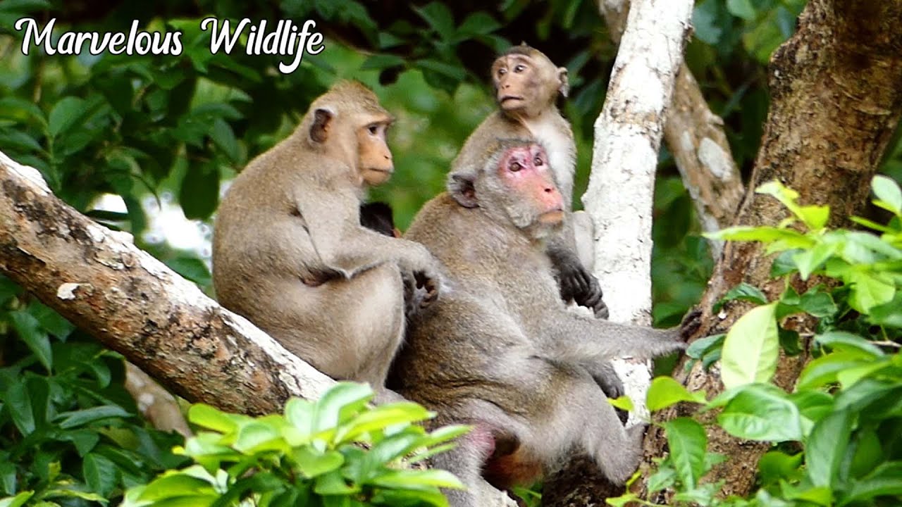 Jane and Jazzy monkey follow Button monkey, Coz Jonna live with - YouTube