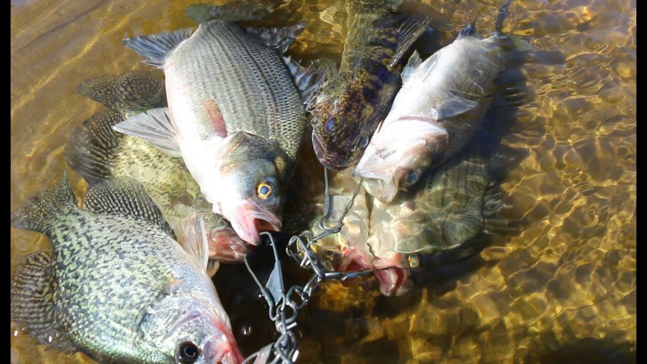 White bass, Walleye and Crappie Fishing- Fort Atkinson Wisconsin - YouTube