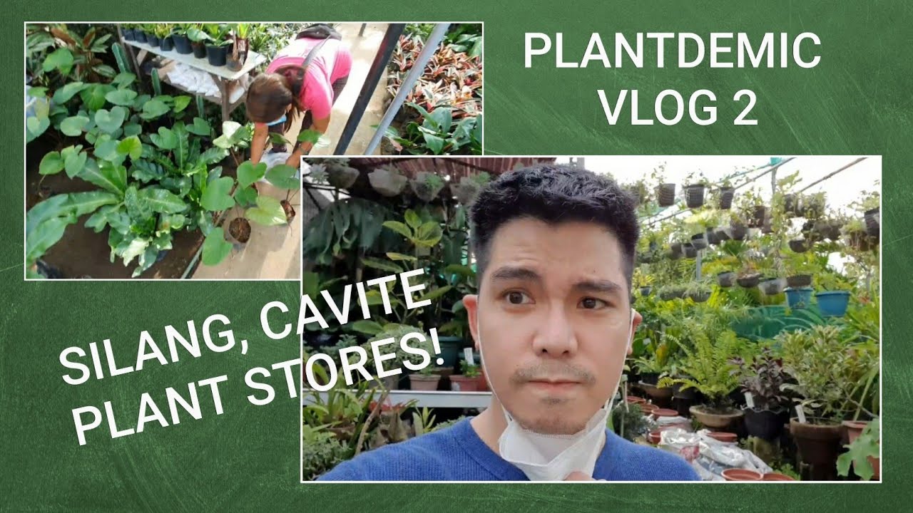 PLANTDEMIC: MAGKANO ANG BASIC INDOOR PLANTS SA SILANG CAVITE? - YouTube