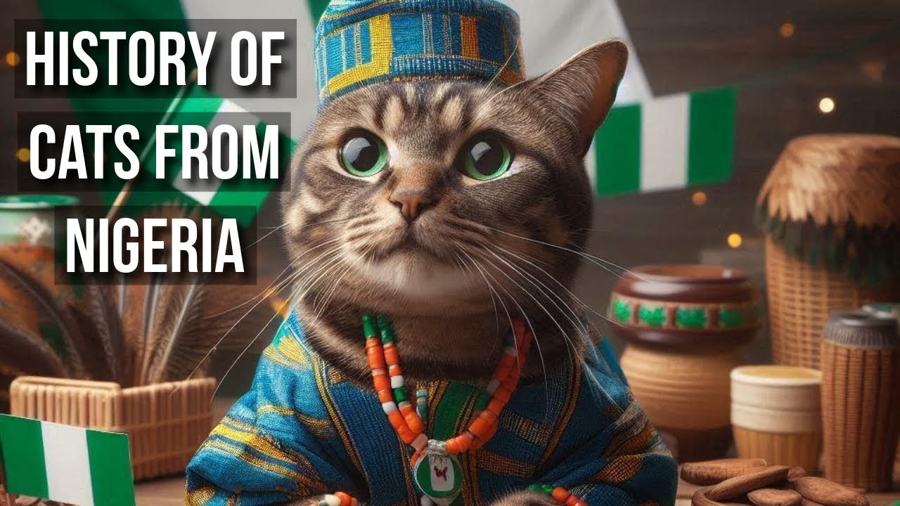History Of Cats From Nigeria - YouTube