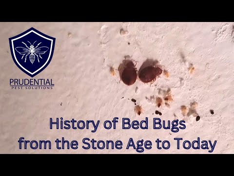 History of Bed Bugs: from the Stone Age to Today - YouTube