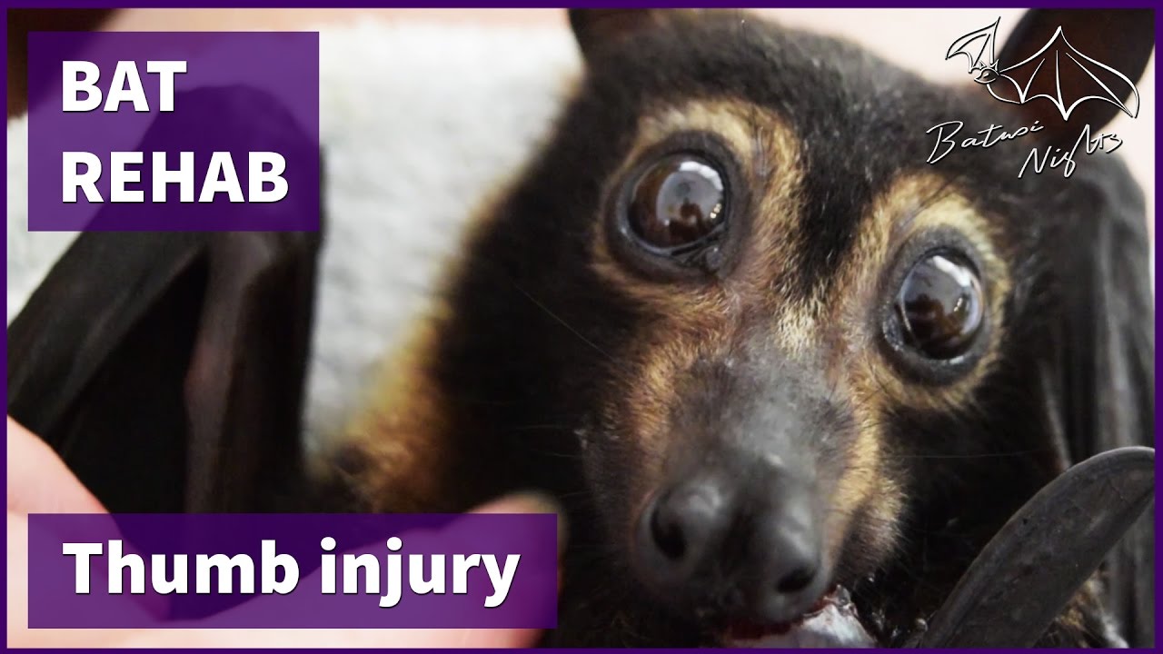 Juvenile flying fox, Enigma, with healing thumb injury - YouTube