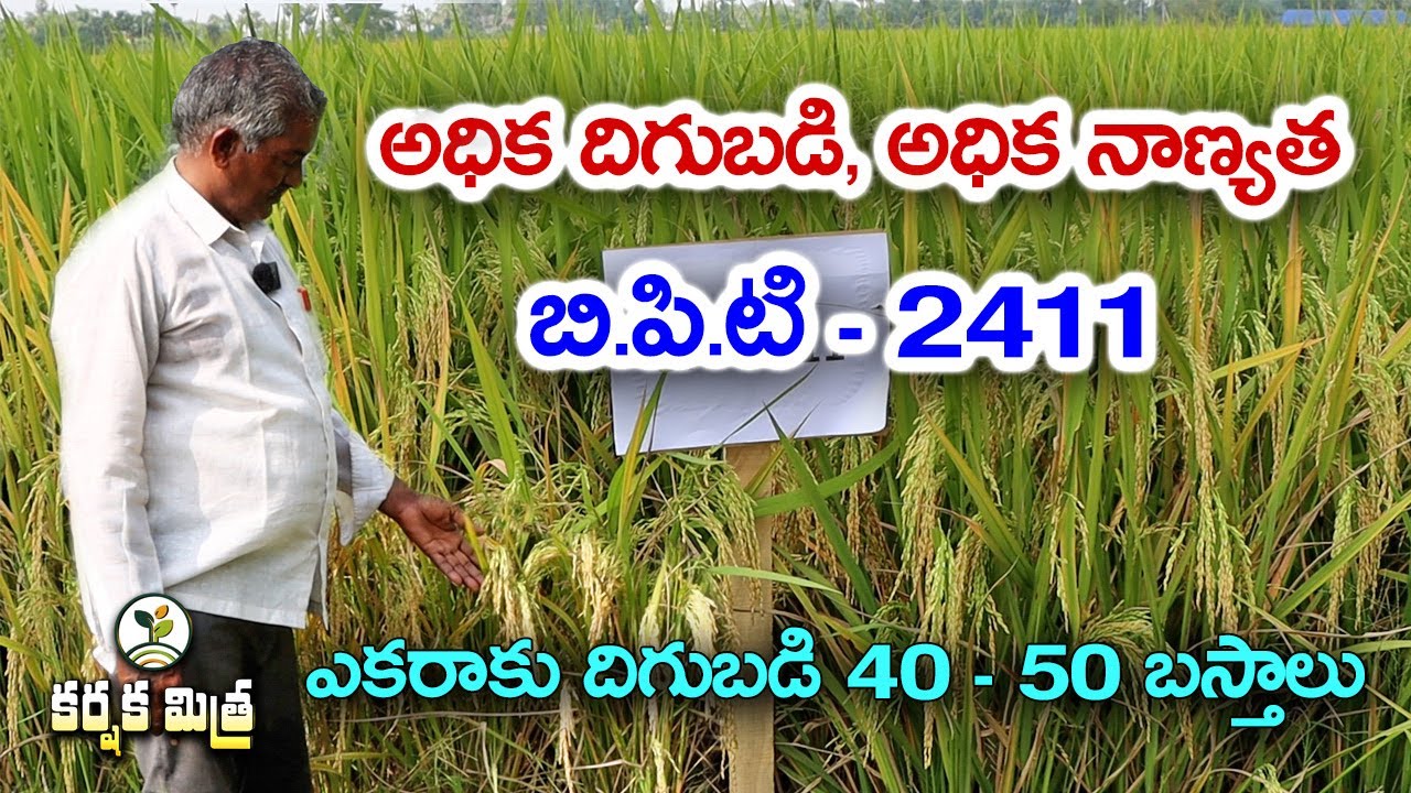 బి.పి.టి - 2411 వరి రకం సాగుతో సత్ఫలితాలు || Best Paddy Variety BPT ...