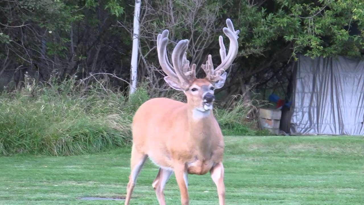 Amazing Deer (30 point buck) - YouTube
