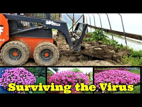 Skid Steer Broadforking and Bubblegum Petunias - YouTube