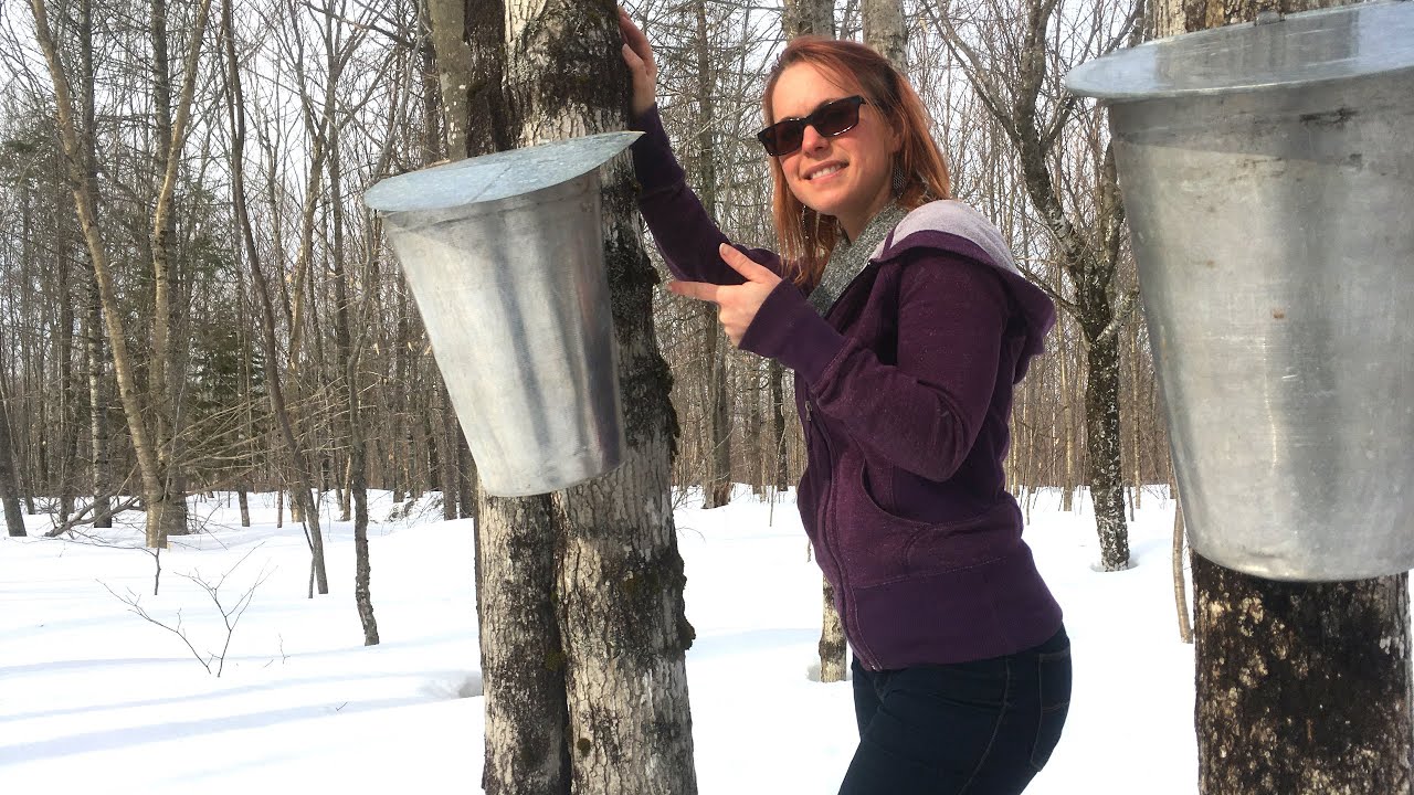 Collecting Sap & Cooking Maple Syrup On The Wood Stove - YouTube