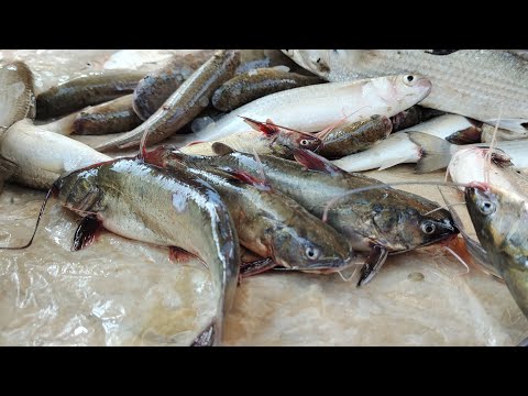 Amazing skills show Live todays fish market, Niloy Fish Cutting is live!
