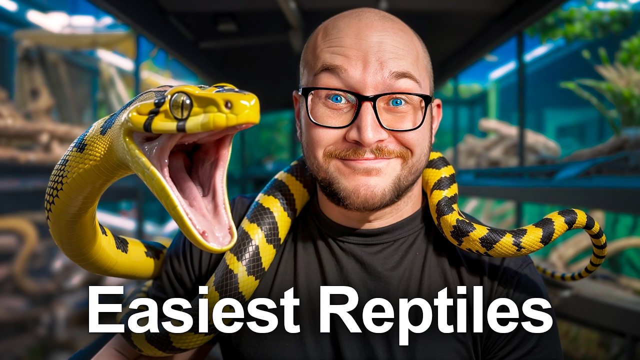 The 5 EASIEST Reptiles You Don't Know About - YouTube