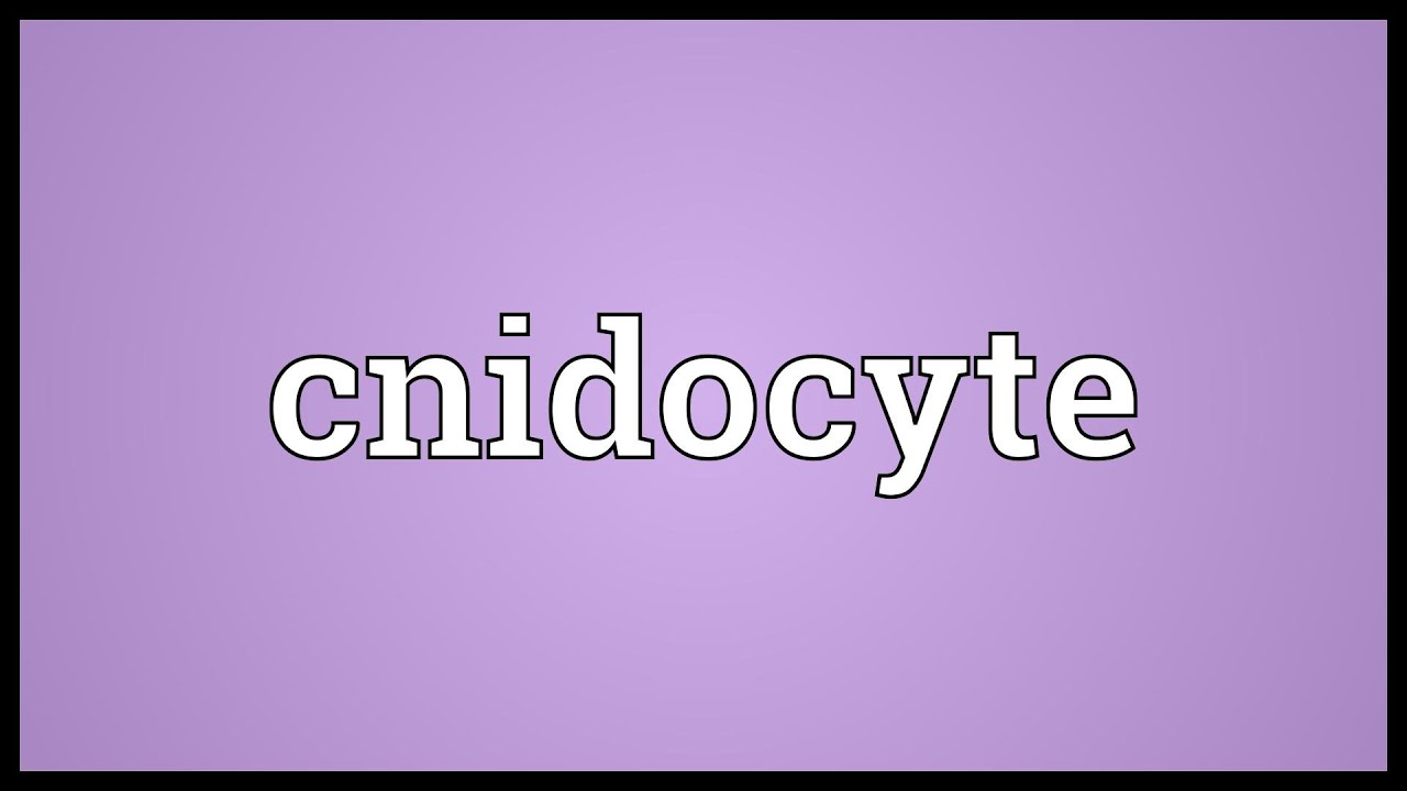 Cnidocyte Meaning - YouTube