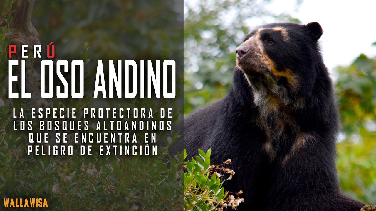 El oso de anteojos: la especie emblemática de los Andes en peligro de ...