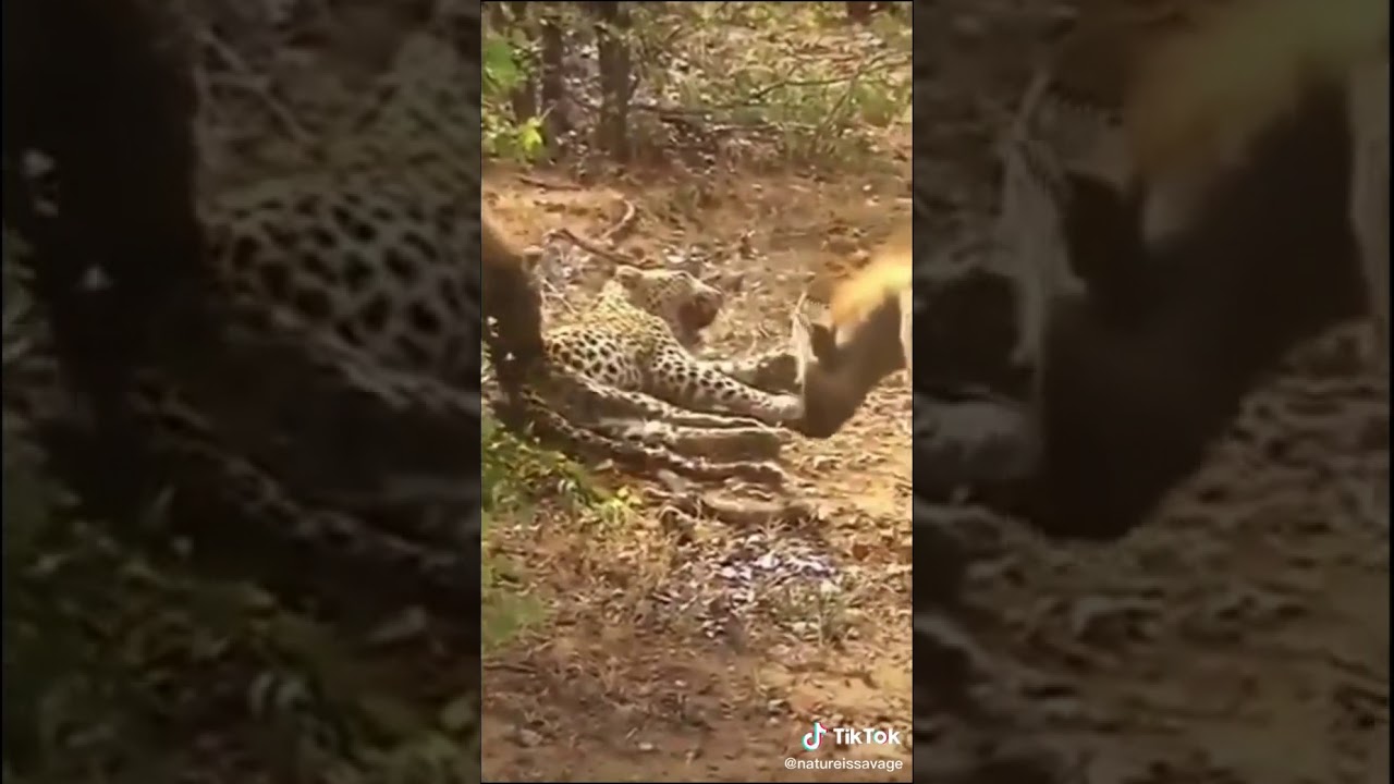 hyena kill leopard - YouTube