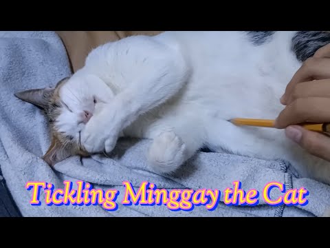 Tickling Minggay the Cat