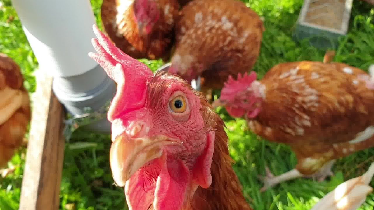 Pastured Broilers and Chickens - YouTube