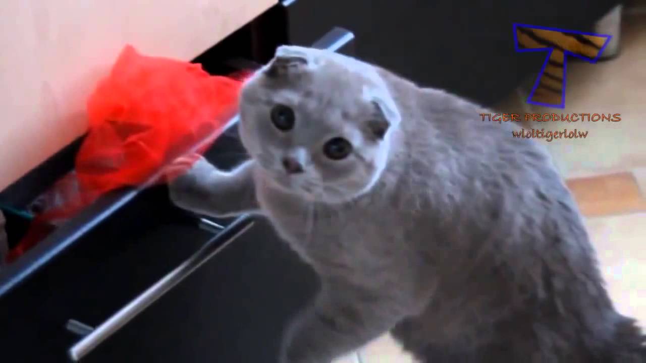 Cute cats feel guilty - Funny guilty cat compilation - YouTube