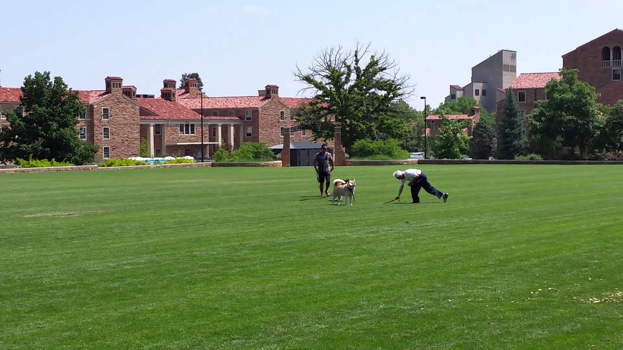 Kimo & Koa running a little on Farrand Field - YouTube