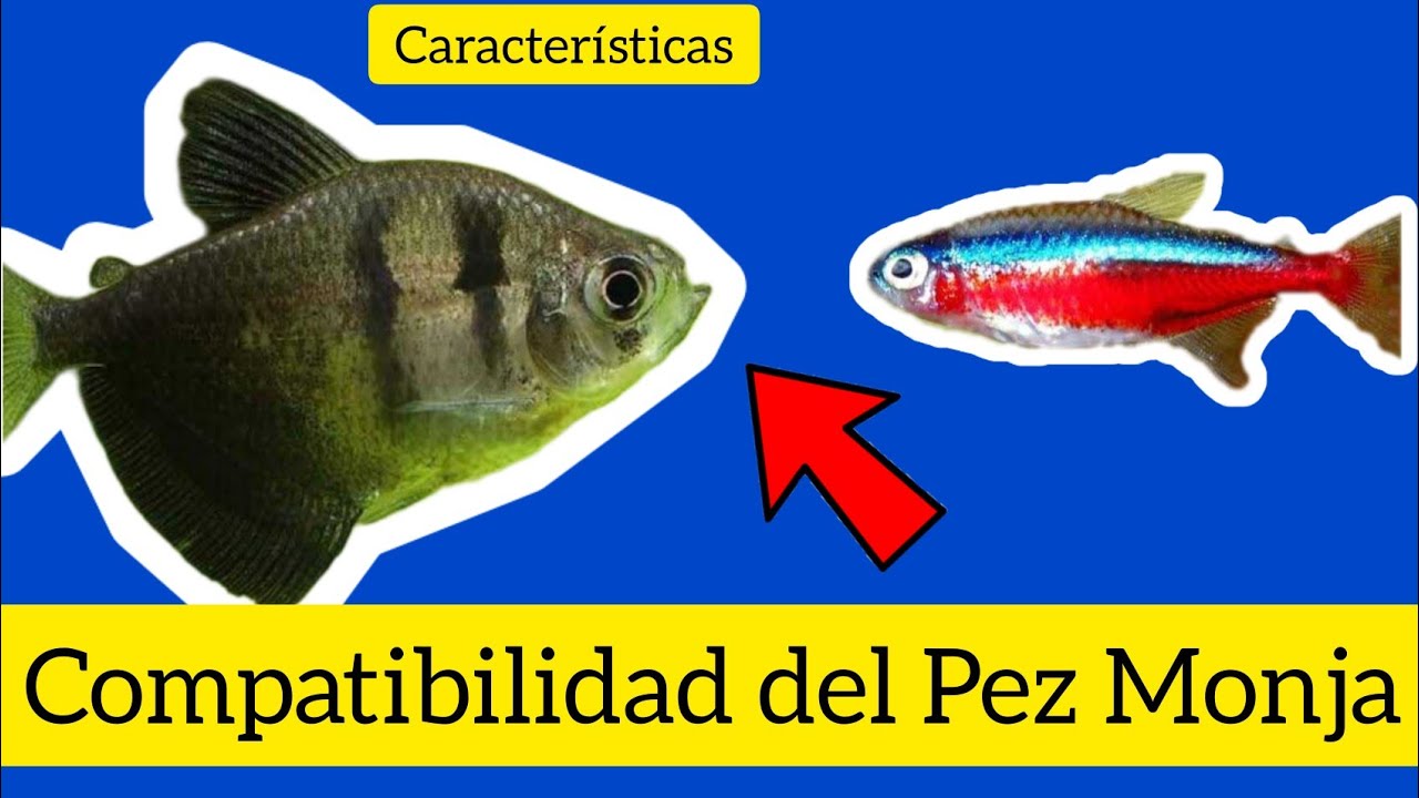 5 Peces Compatibles Con El Pez Monja 🐟😁👌 - YouTube