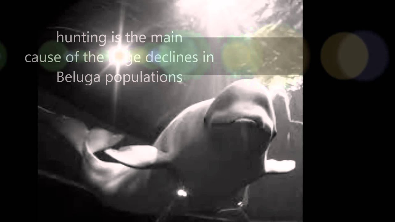beluga whale movie maker - YouTube