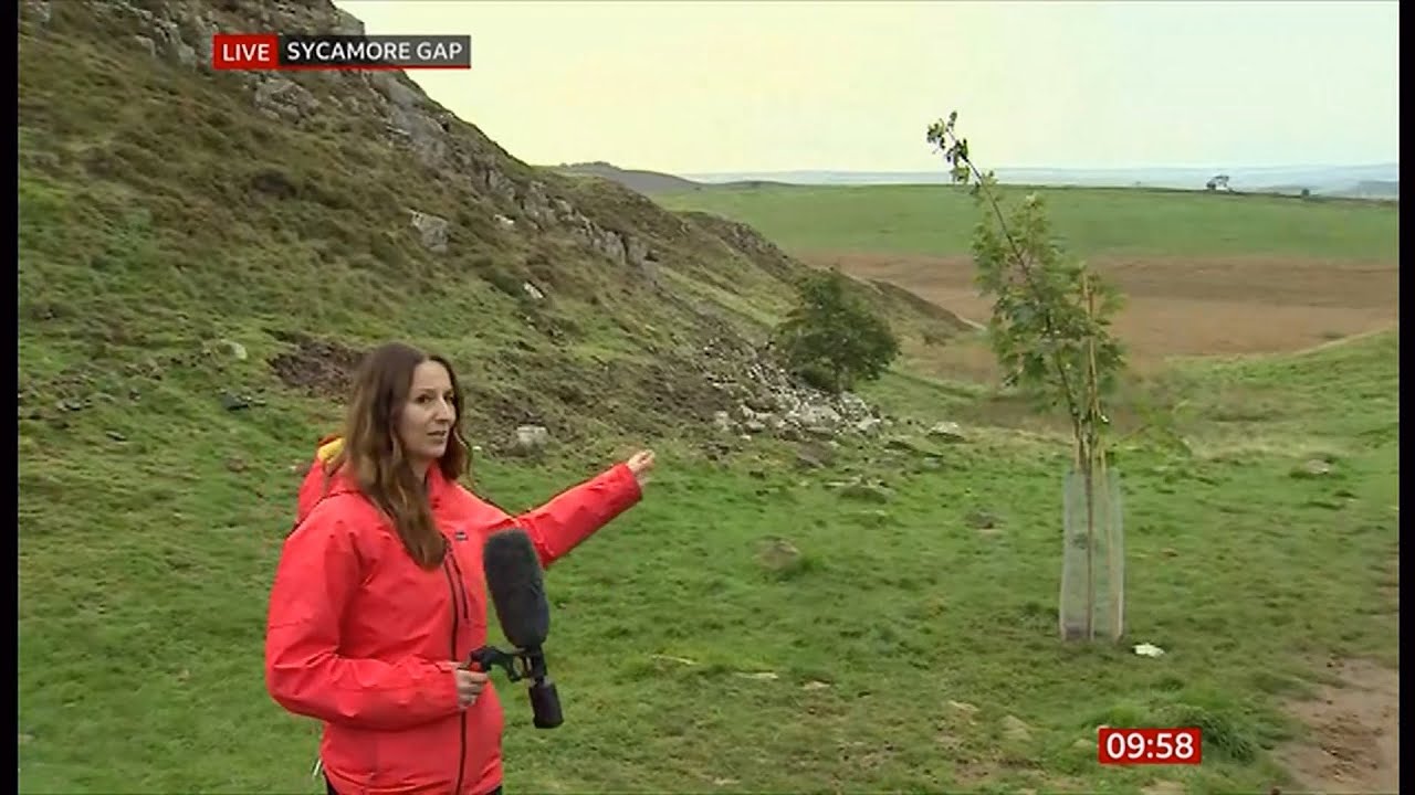 Sycamore Gap tree felled - new arrest, what happens next and a tree ...