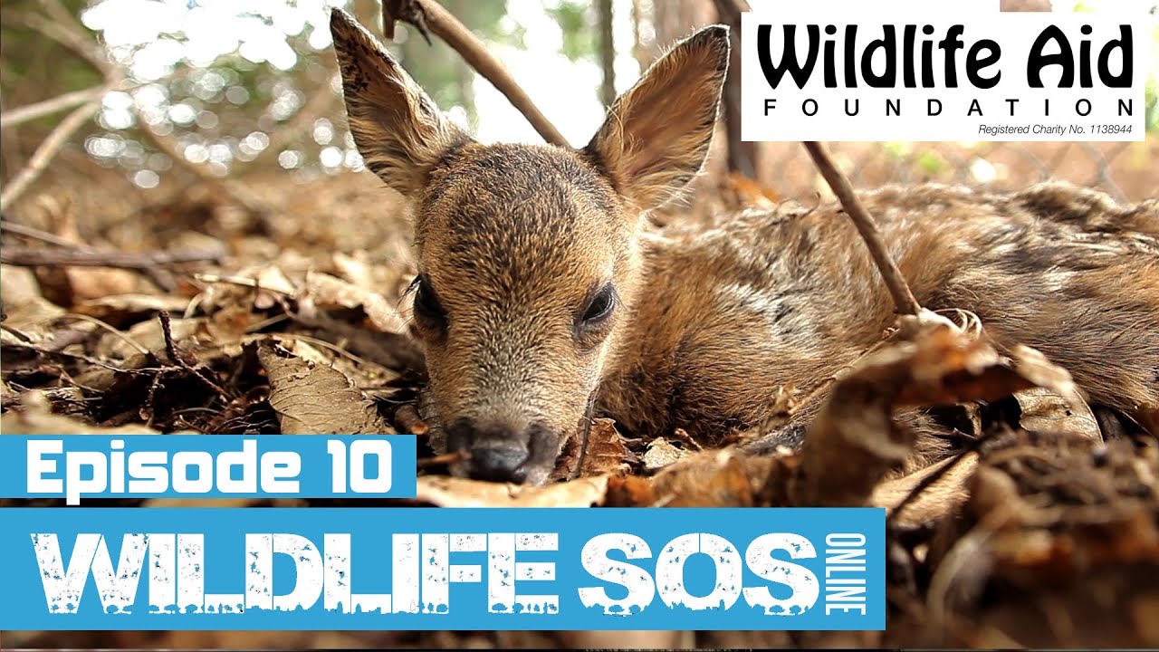 Wildlife SOS Online - Episode 10 - YouTube