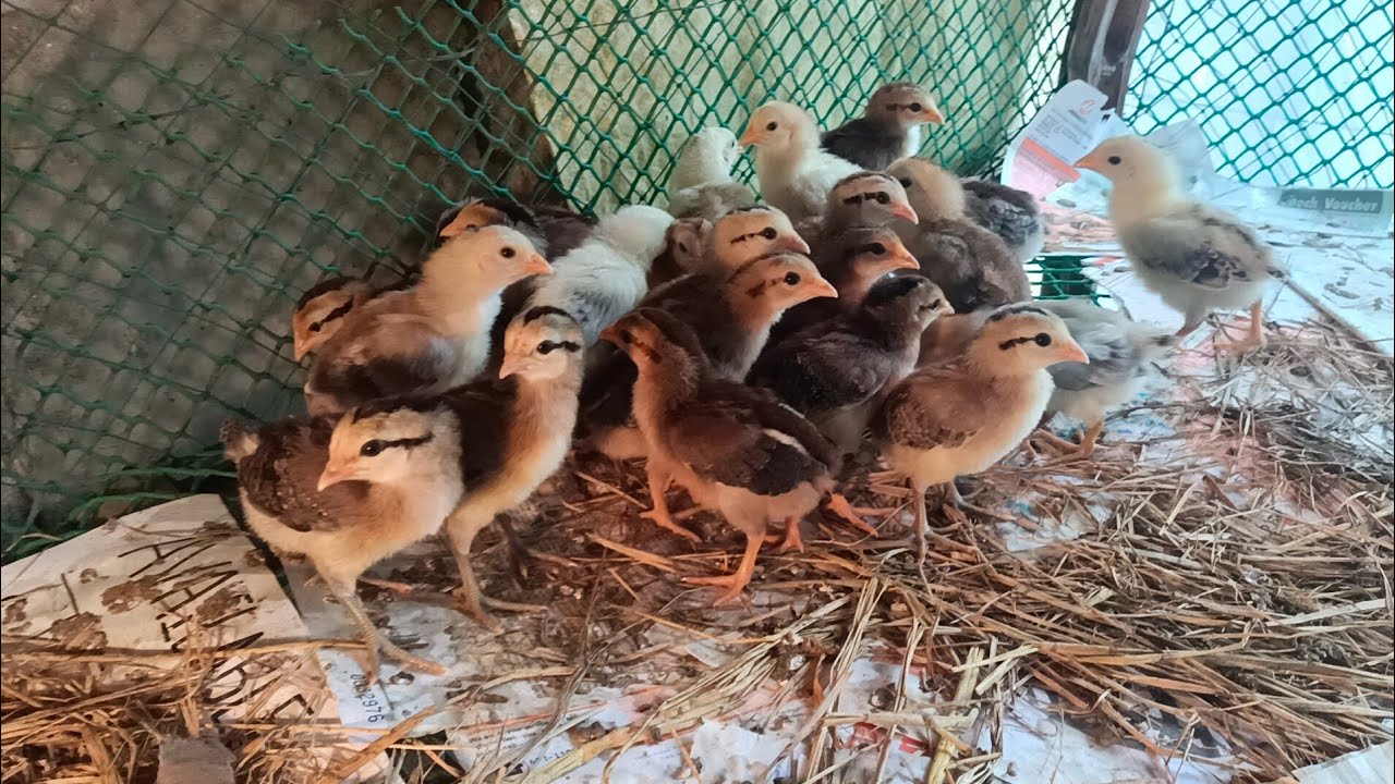 BOSTON X GILMORE HATCH BAGONG PALAHI #BossRM - YouTube