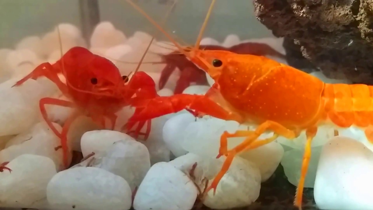 My new pets CRAWFISH - YouTube