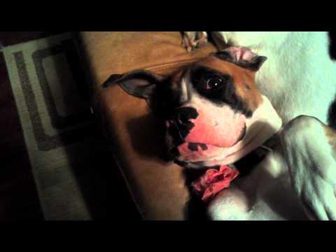 Puppy skinned alive *graphic*