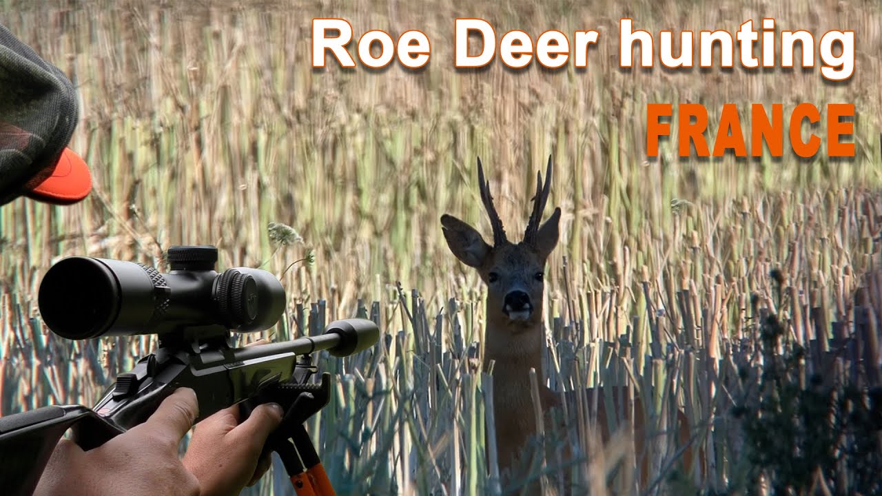 Roe Deer hunting (chasse) in France // Chasse au Brocard (Cheuvreuil ...