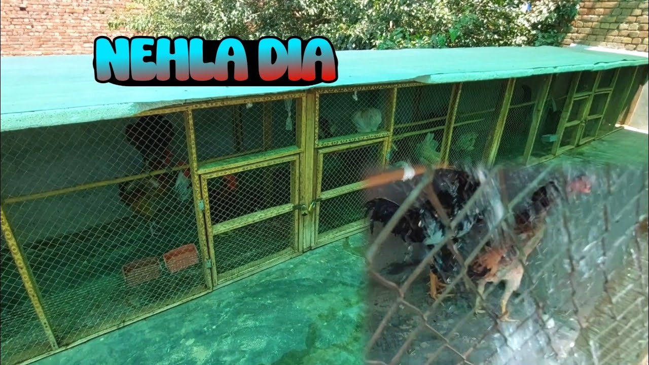 Sab Pets Ko Nehla Dia 😜🚿 - YouTube