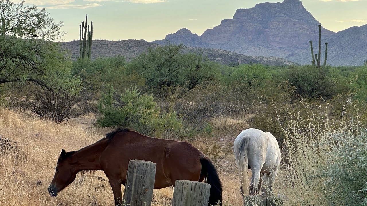 WILD HORSES RIDE the BUS 😀 MOST BEAUTIFUL ANIMALS 🐎 - YouTube