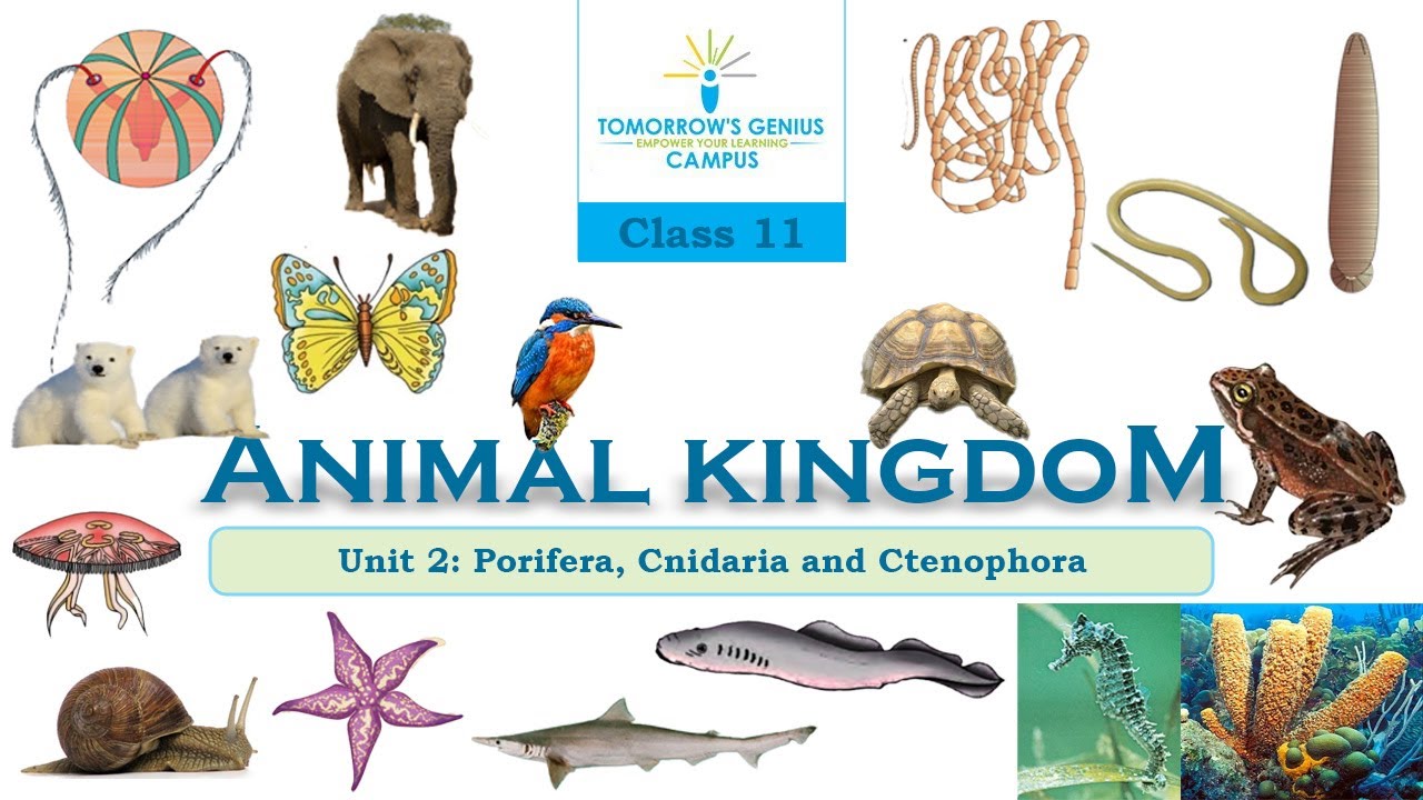 Animal Kingdom | Porifera | Cnidaria | Ctenophora | Class 11 | Neet ...