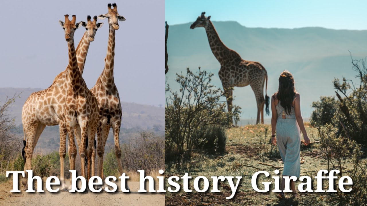 The best history of Giraffe #animals #cat #giraffe #giraffa #fuuny ...