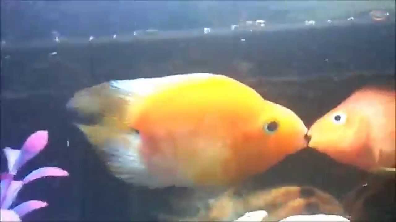 Kissing Parrot Fish :) - YouTube