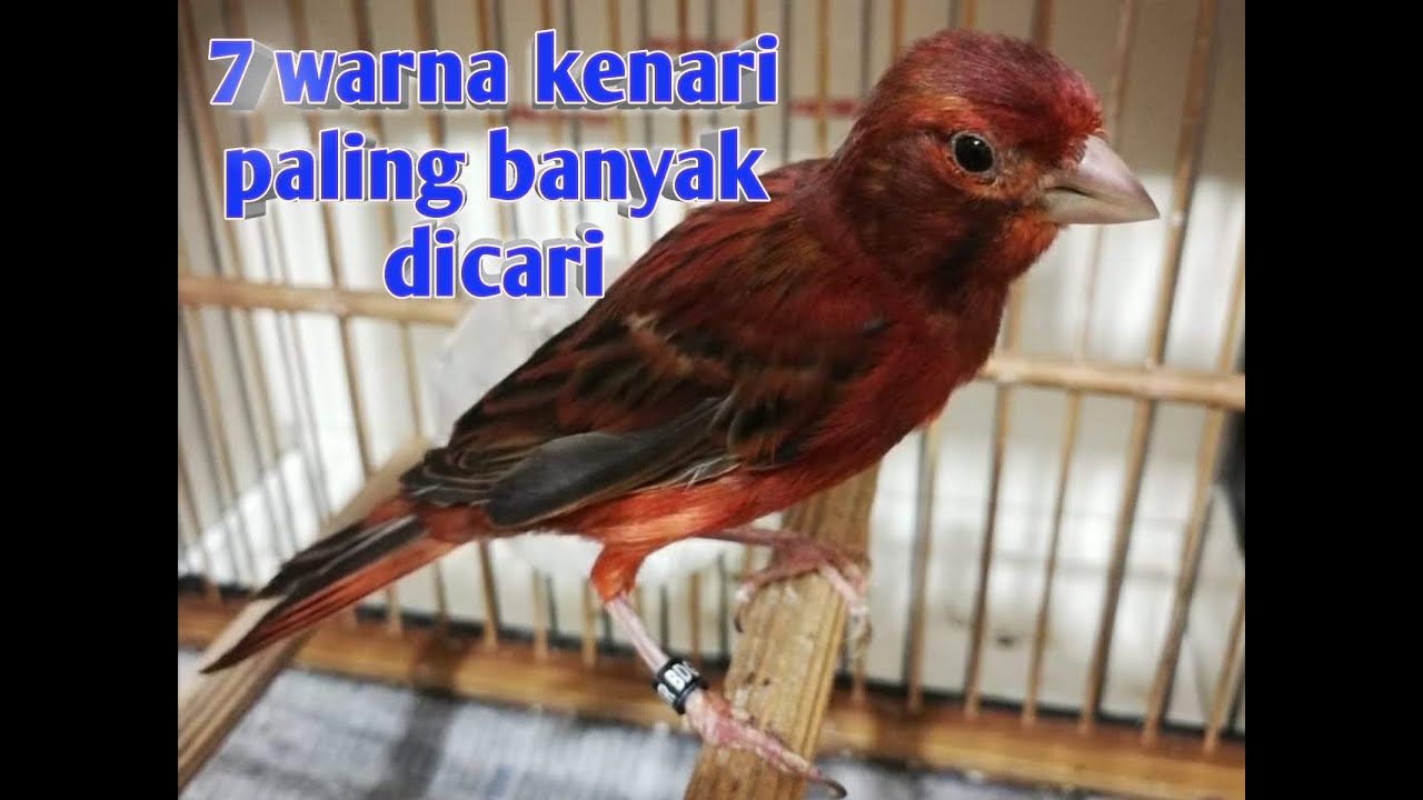 7 Warna kenari paling banyak dicari - YouTube