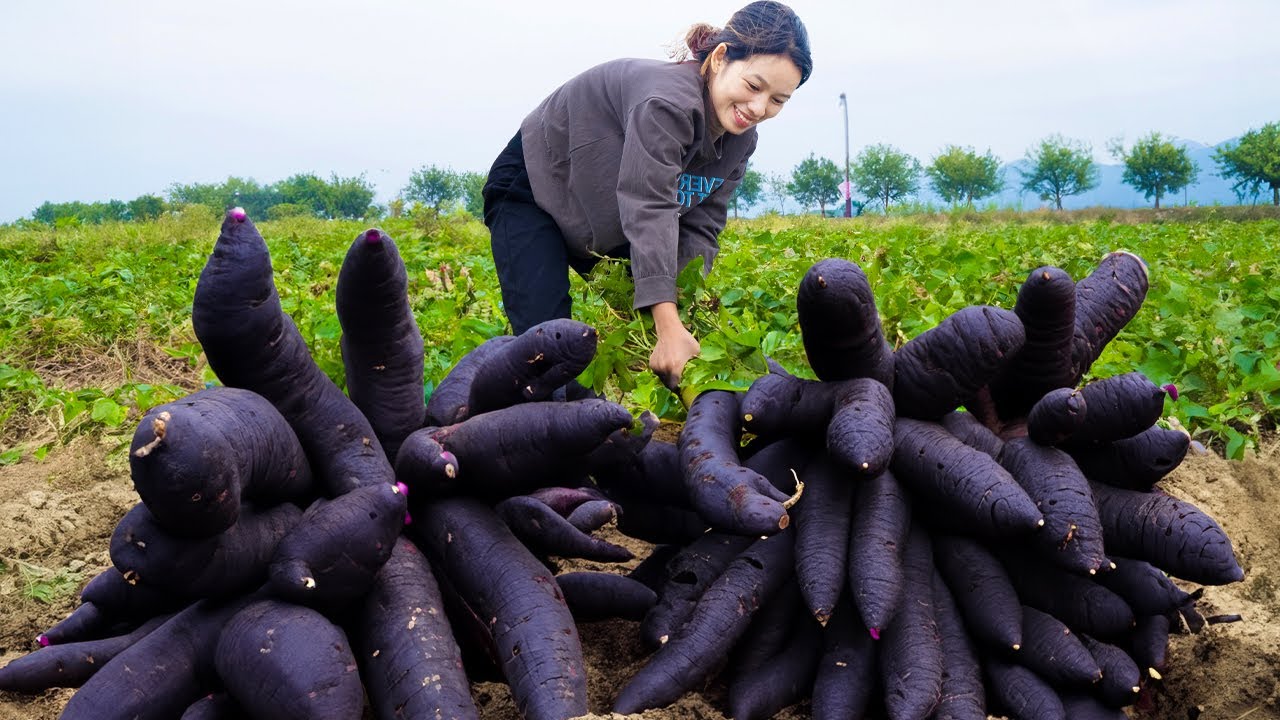 Sweet Potato Harvesting Potato Cultivation - Amazing Sweet Potato ...