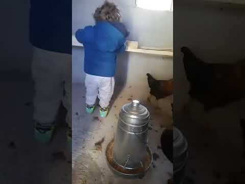 Çocuklar ve tavuklar