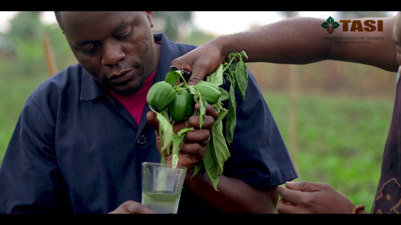 TATESA EP05 - KILIMO CHA PILIPILI HOHO (Capscum Farming) - YouTube
