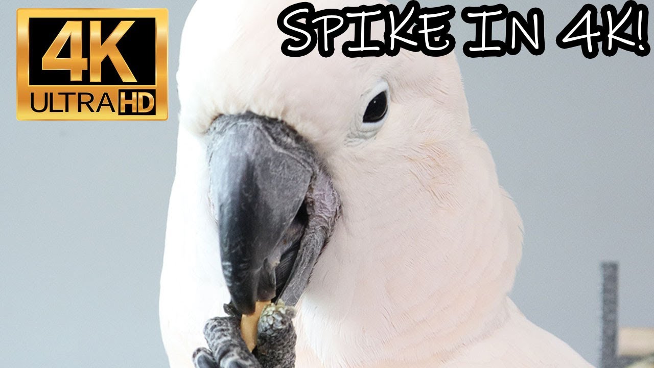 UHD 4K Moluccan Cockatoo | Beautiful High Quality Video with Music | 4k ...