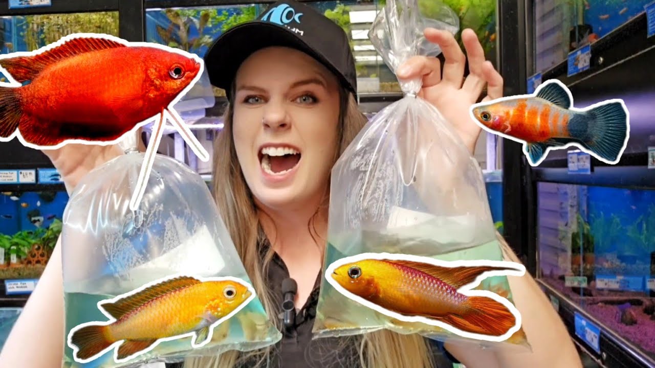 These Fish Are Fire! 🔥 Unboxing Seriously Stunning Species Of Live Fish ...