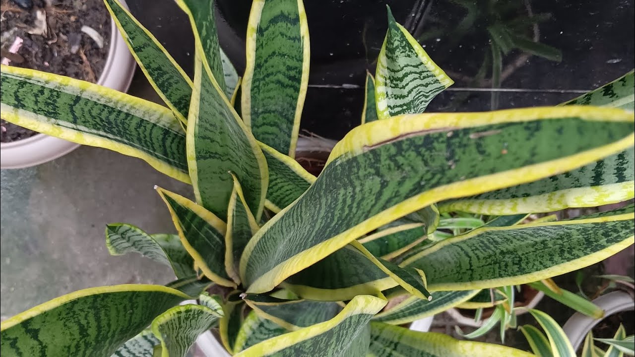 NASA ने recommend किया ये पौधा... समय रहते है लगाओ.....snake plant care ...