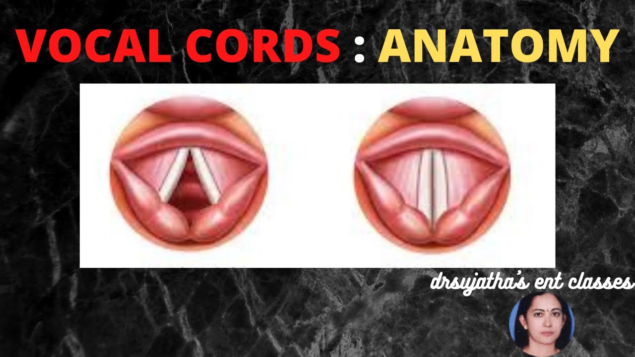 151.Anatomy of Vocal Folds #vocal cord larynx #anatomylectures # ...