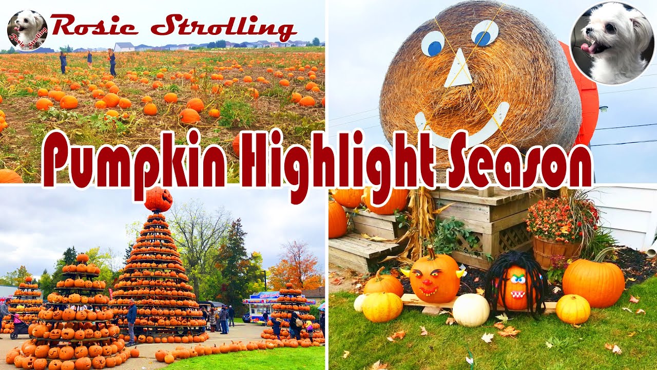 🇨🇦 Pick pumpkins, paint pumpkins, decorate pumpkins @Around Toronto 南瓜高光时节 怎么玩才畅快？ - YouTube