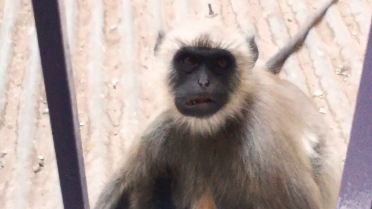 Cute little Baby Monkey 🐒 Part 2| Animals at the mini Zoo - YouTube