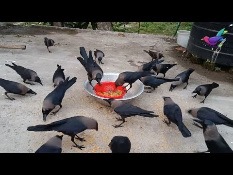 Best ever HD video of crow birds | কাকের ডাক Crow Sounds - Crow bird ...