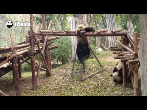 Training for Panda Olympic! - YouTube