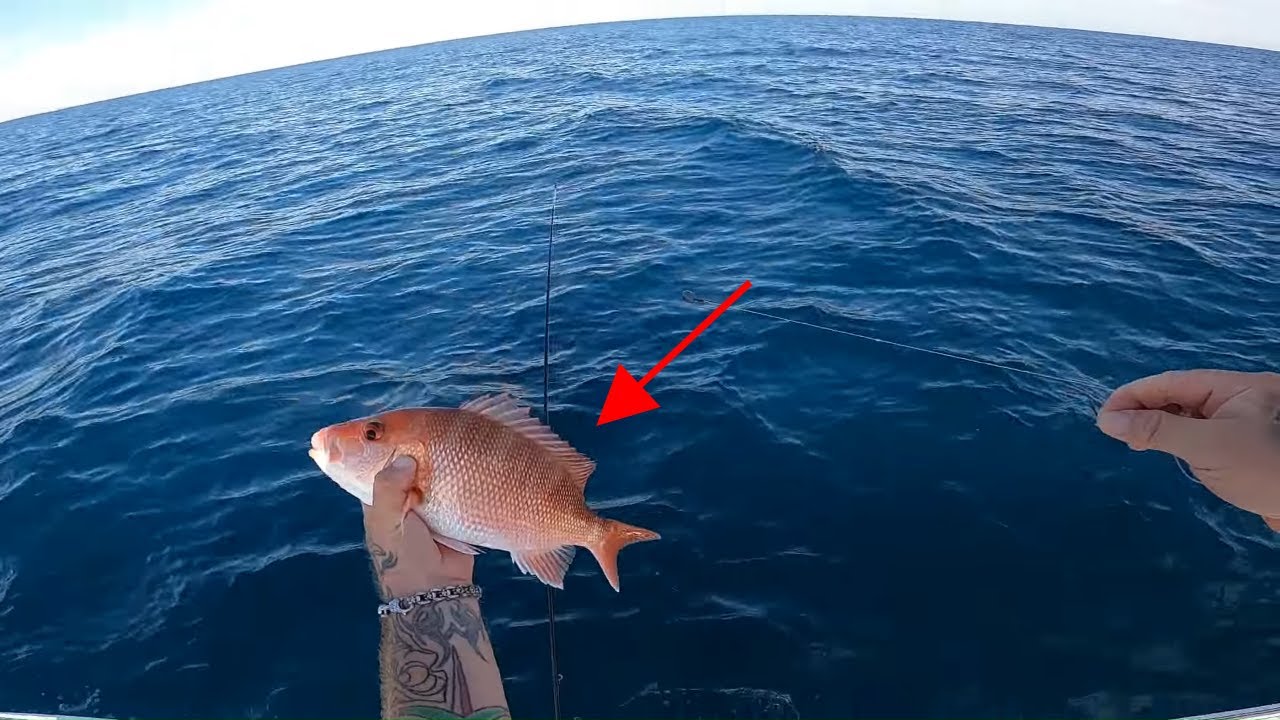 RED ones and BLUE ones*** I thought these fish were ENDANGERED - YouTube