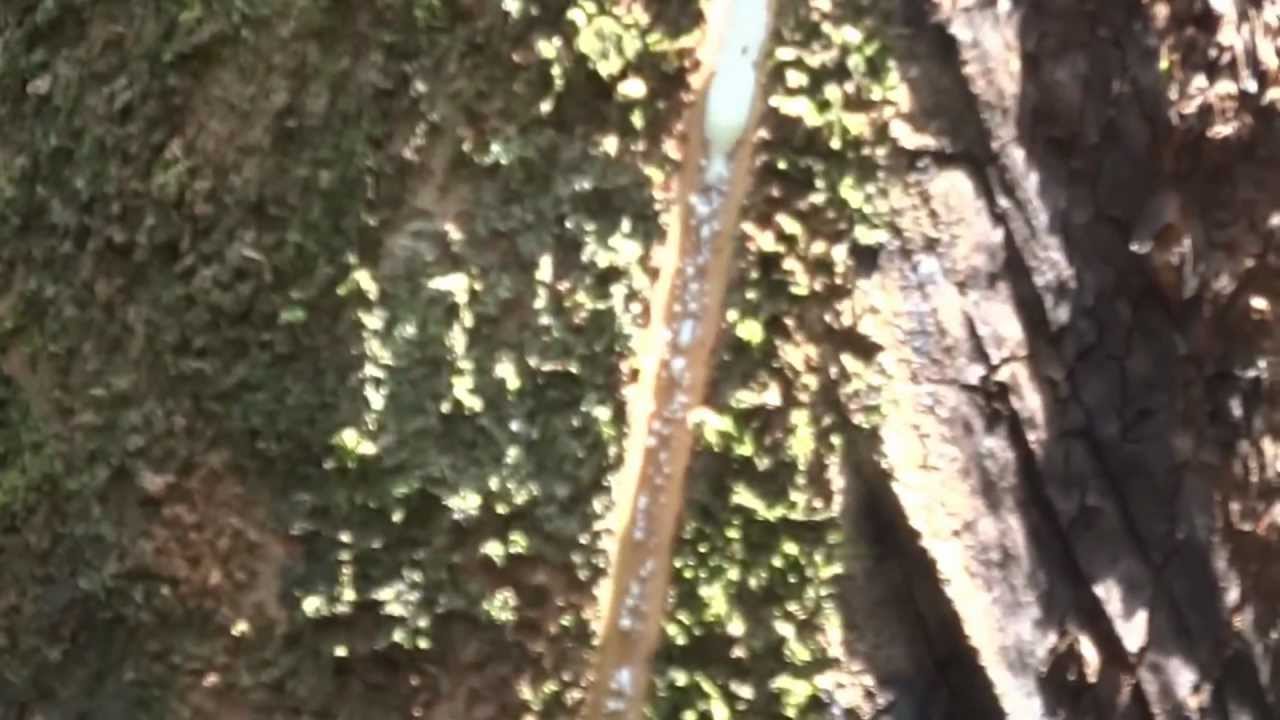 Rubber Tapping - Full HD - YouTube