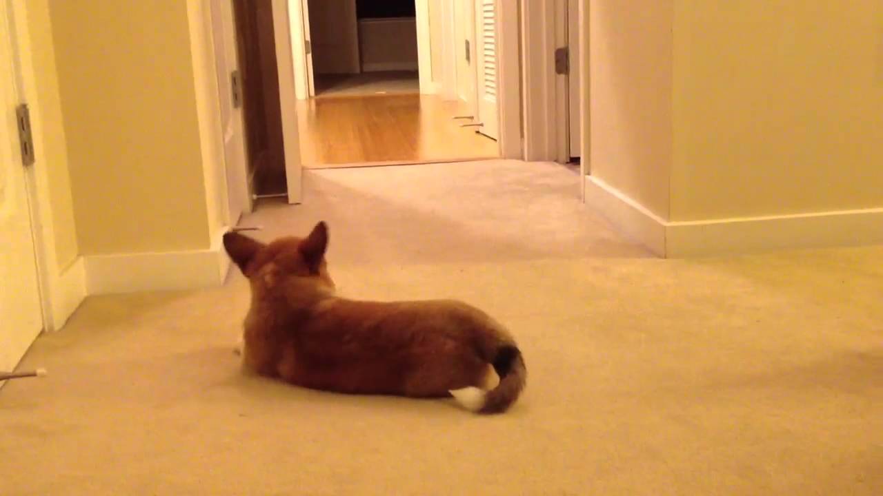 Tired Corgi Puppy Decides It's Time to "Go" - YouTube