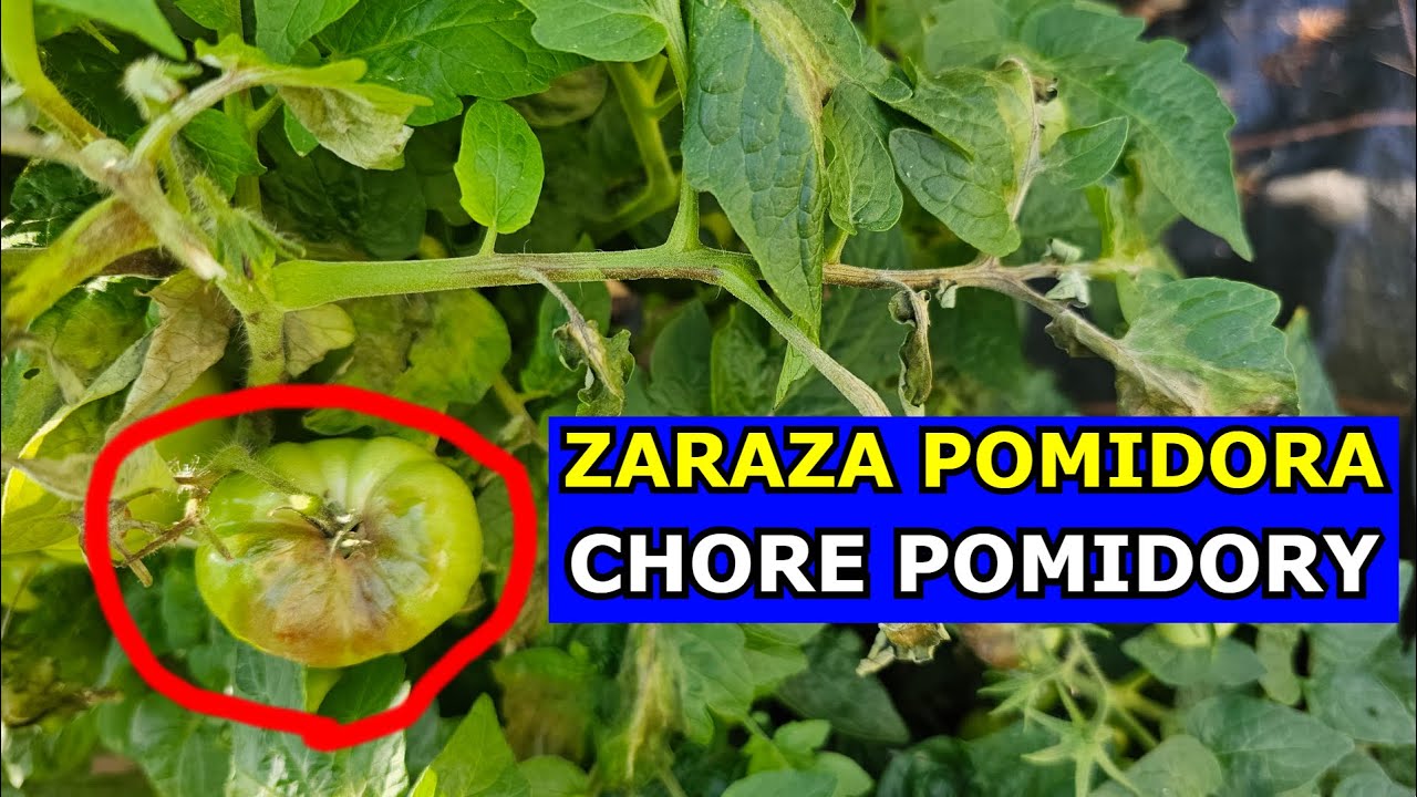 Pokonaj Zarazę na Pomidorze. Czym pryskać Pomidory Zaraza ziemniaka ...