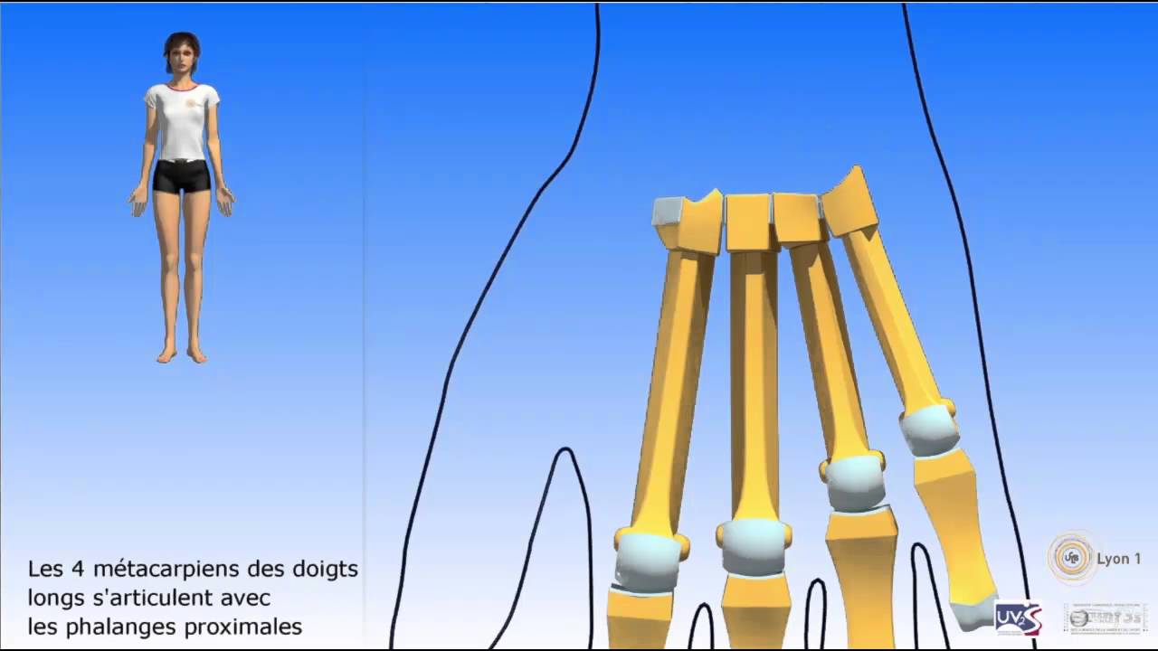 "Métacarpe et phalanges" Vidéo sonorisée - YouTube