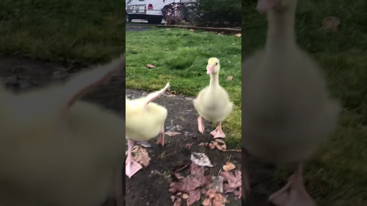 Two week old Embden Goslings - YouTube